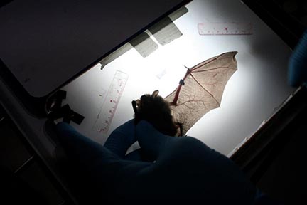 Holy Harp Trap, Batman! The gear researchers use to study bats