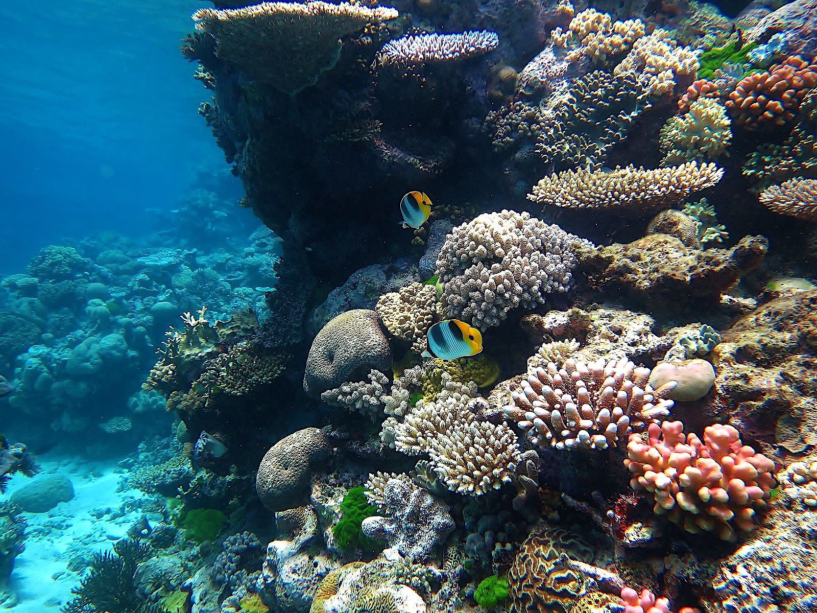This robot plants heat-resistant corals to save endangered reefs