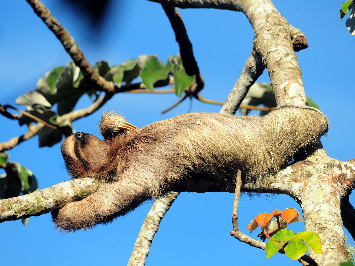 Sloths aren't the picky eaters we thought they were