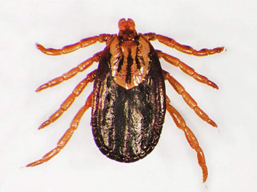 A guide to the tick species every American should know