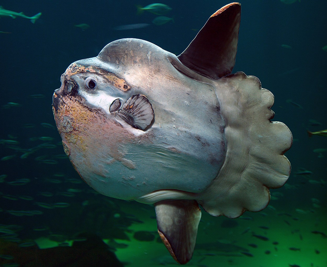 Meet an elusive, tragic, and incredibly bizarre new species of fish