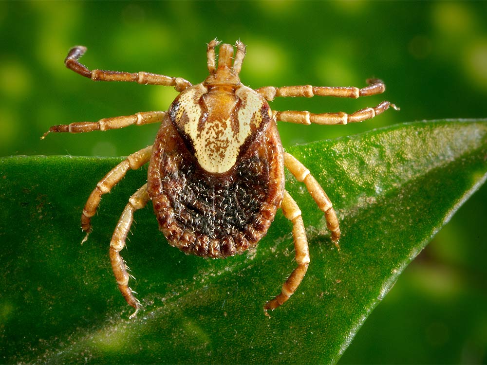 A guide to the tick species every American should know