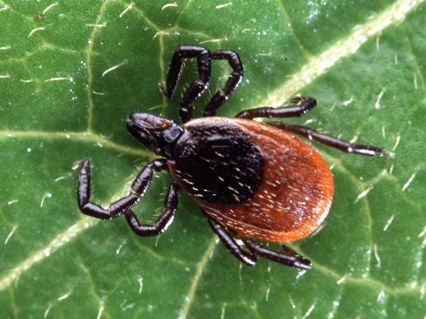 A guide to the tick species every American should know