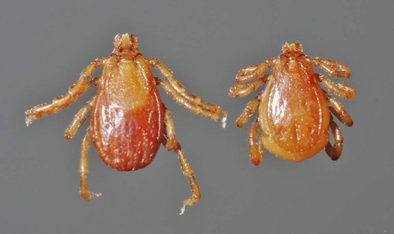 A guide to the tick species every American should know
