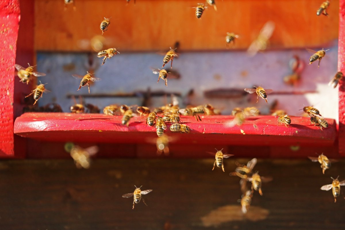Watch these bees attack a baseball game—then learn why they did it