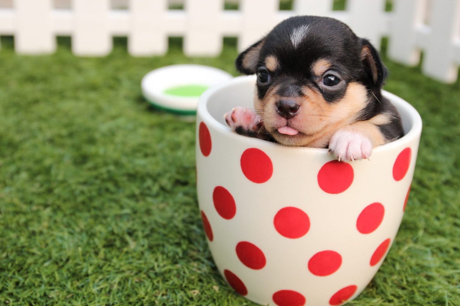New study asks how your favorite doggos came to be