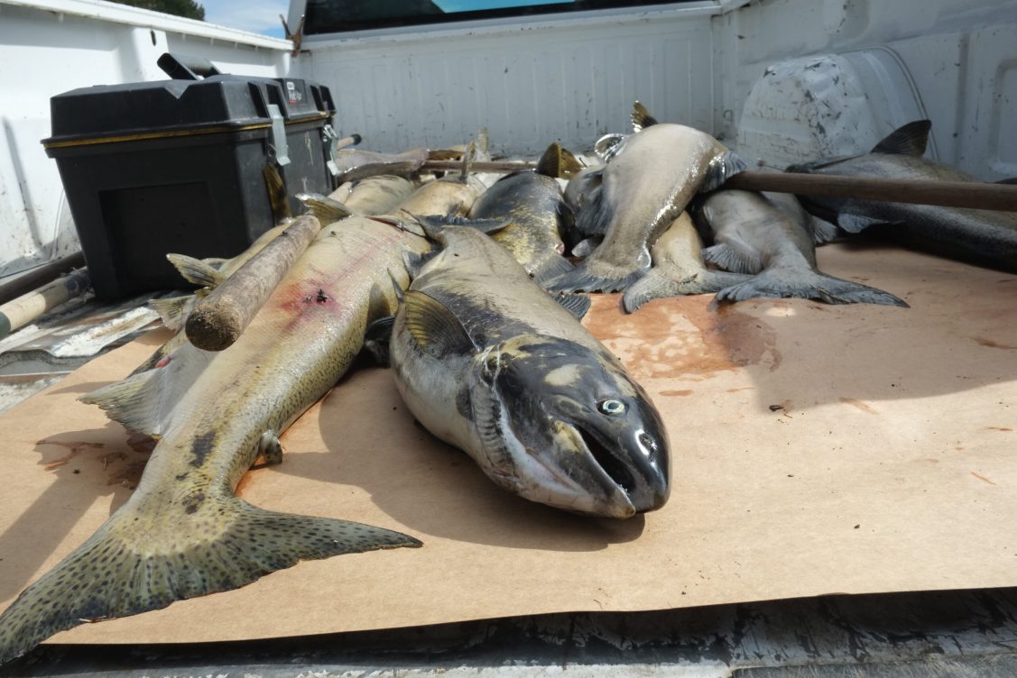 Climate change is cooking salmon in the Pacific Northwest