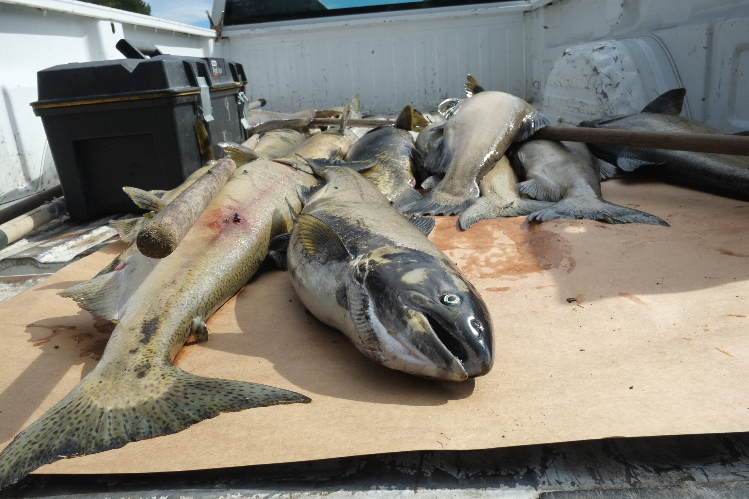 Climate change is cooking salmon in the Pacific Northwest