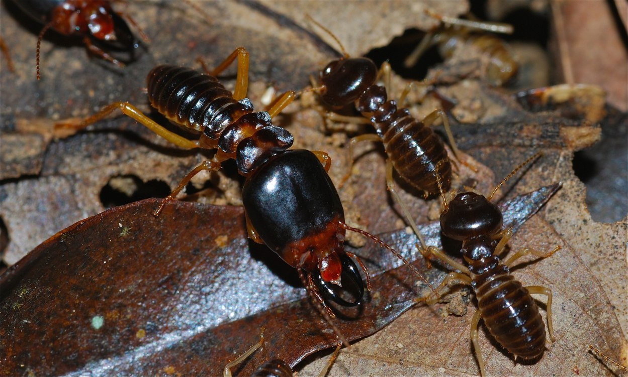 Devastating termite infestations threaten more damage in the wake of ...