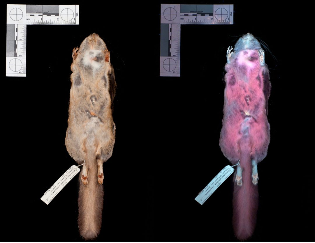 MEGAPIXELS: These flying squirrels fluoresce hot pink, and no one knows ...