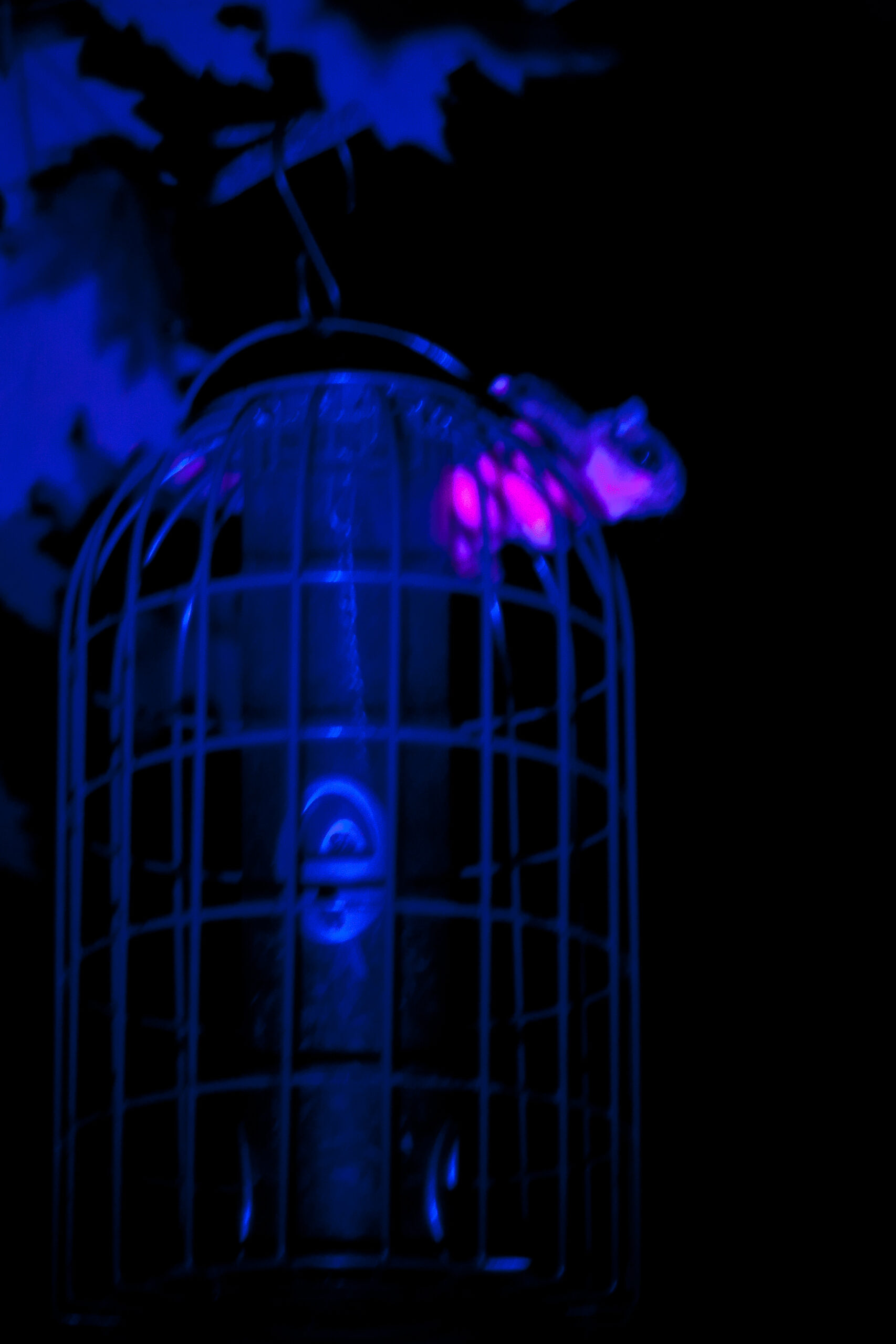 MEGAPIXELS: These flying squirrels fluoresce hot pink, and no one knows ...