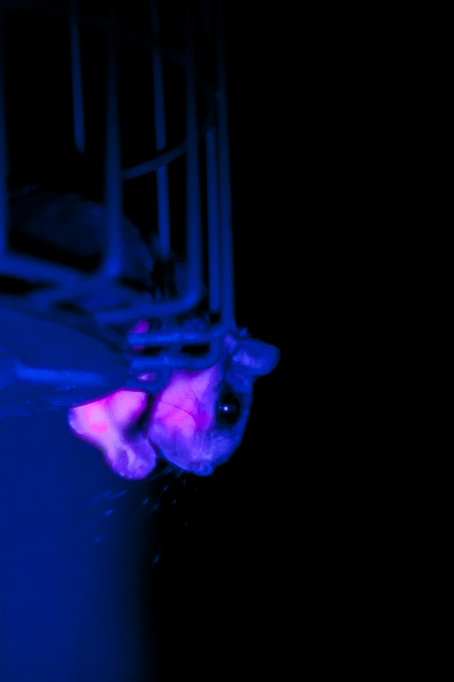 MEGAPIXELS: These flying squirrels fluoresce hot pink, and no one knows ...