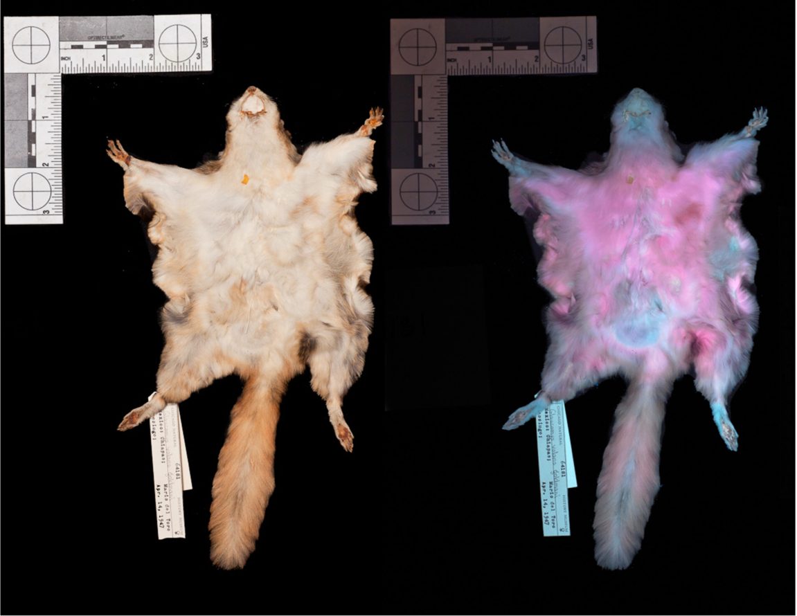MEGAPIXELS: These flying squirrels fluoresce hot pink, and no one knows ...