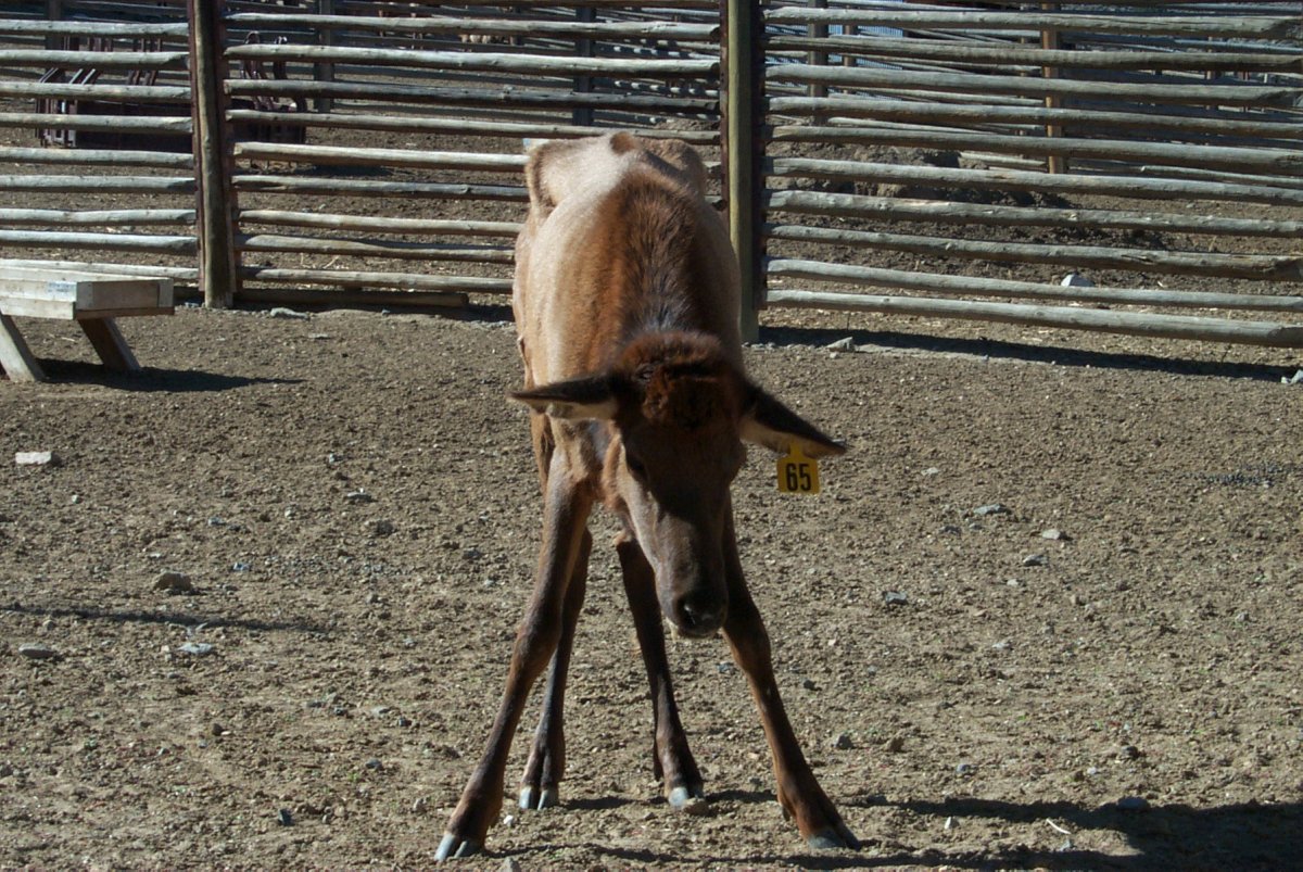 Scientists worry 'zombie deer' disease could jump to humans