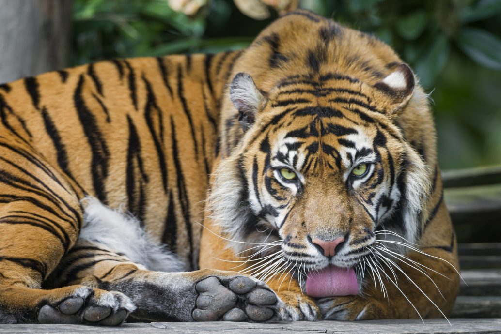 More tigers are attacking humans in India | Popular Science