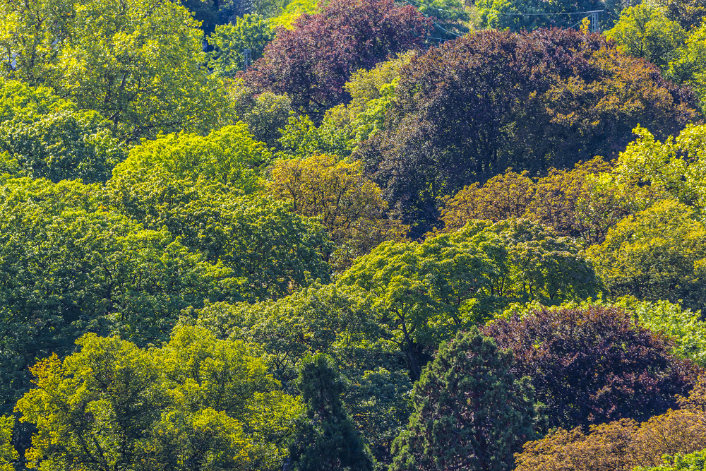 Why our blue planet is getting greener