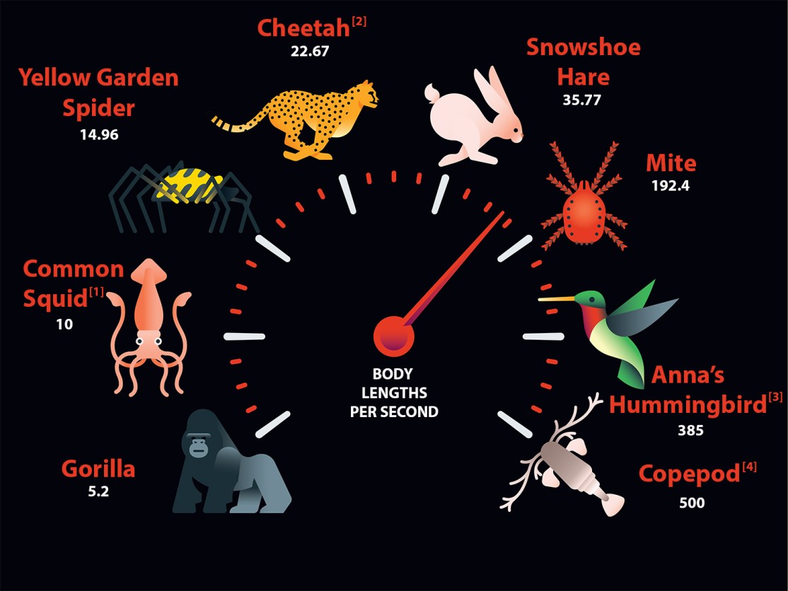 The fastest animal for its body size probably isn't what you'd expect