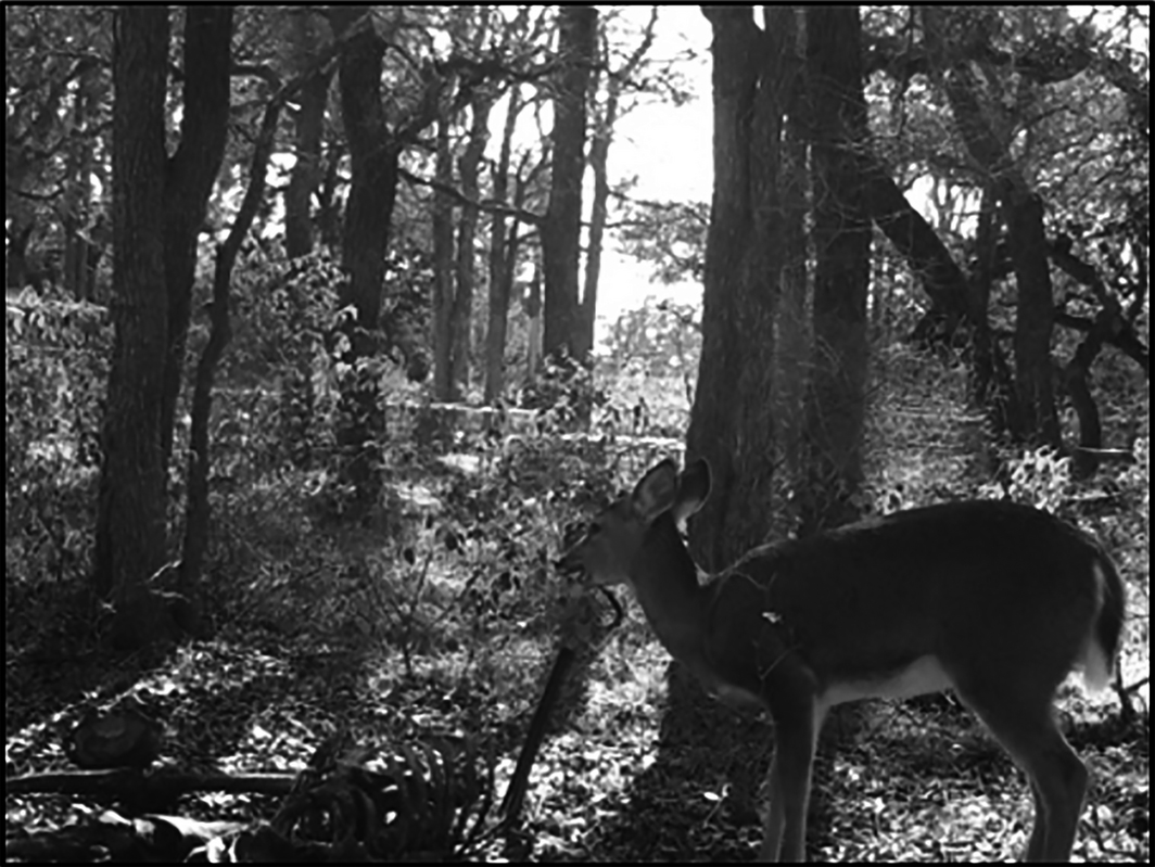 Forensic scientists caught a deer munching on a human carcass for the ...