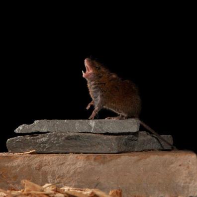 These mice sing their little hearts out—and that's good for neuroscience