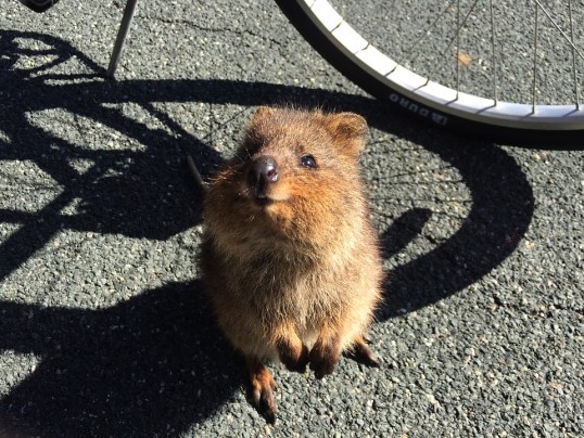 The 7 best Google Docs anonymous animals, ranked