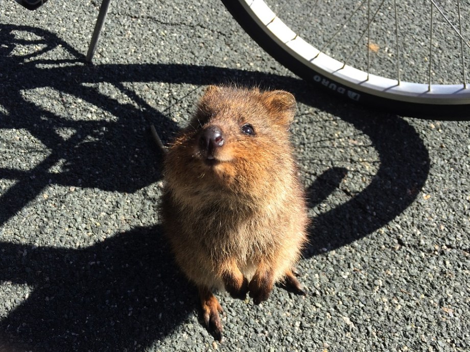 The 7 best Google Docs anonymous animals, ranked