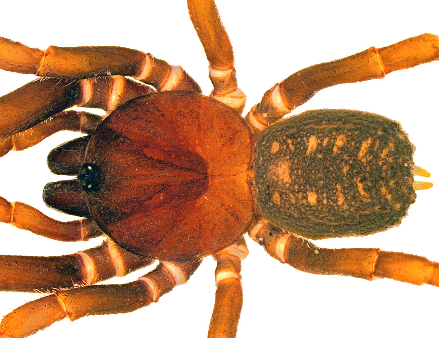 These clone-like, Colombian spiders are named for Star Wars’ Storm Troopers