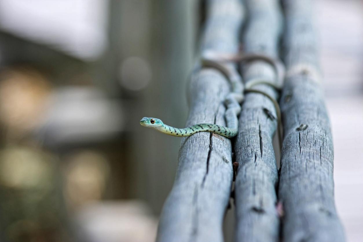 Learn about all the places with no snakes | Popular Science
