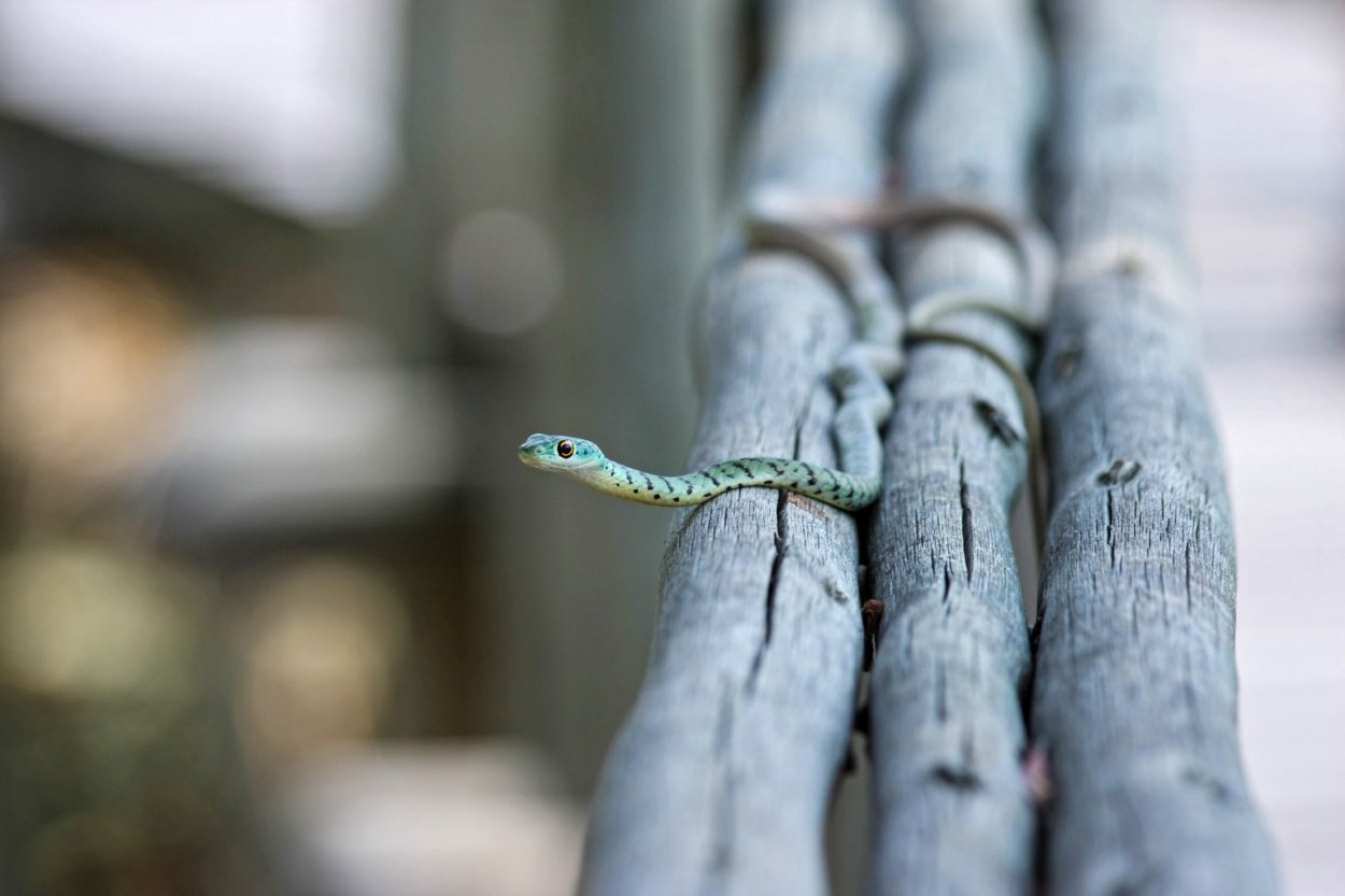 Learn about all the places with no snakes | Popular Science