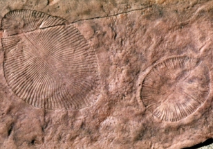 Who Were The First Organisms To Live On Land?