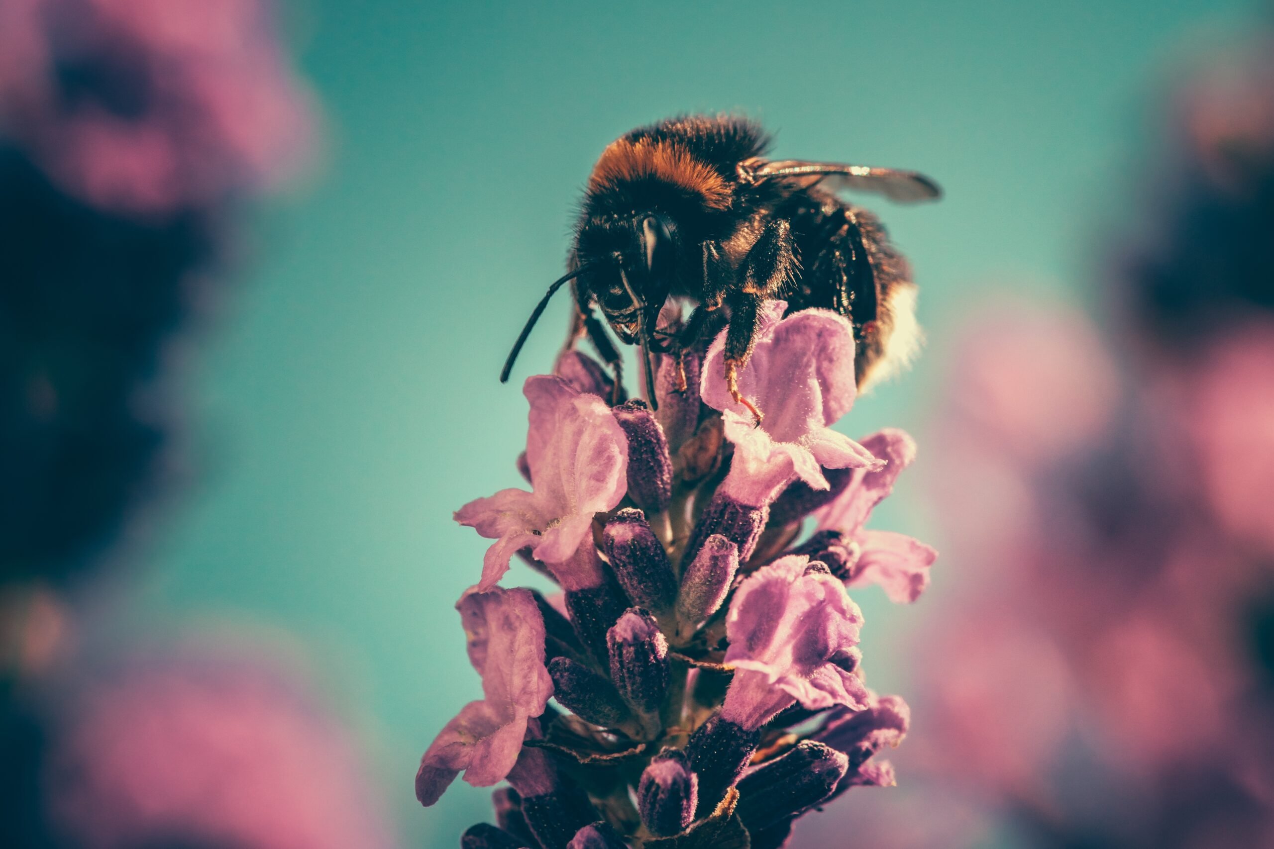 Here's What You Can Do To Help The Declining Bee Population