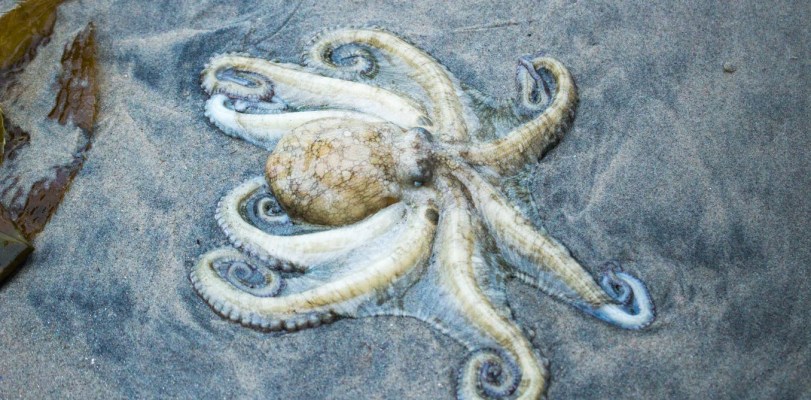 Octlantis: Where octopuses buck tradition and live in groups