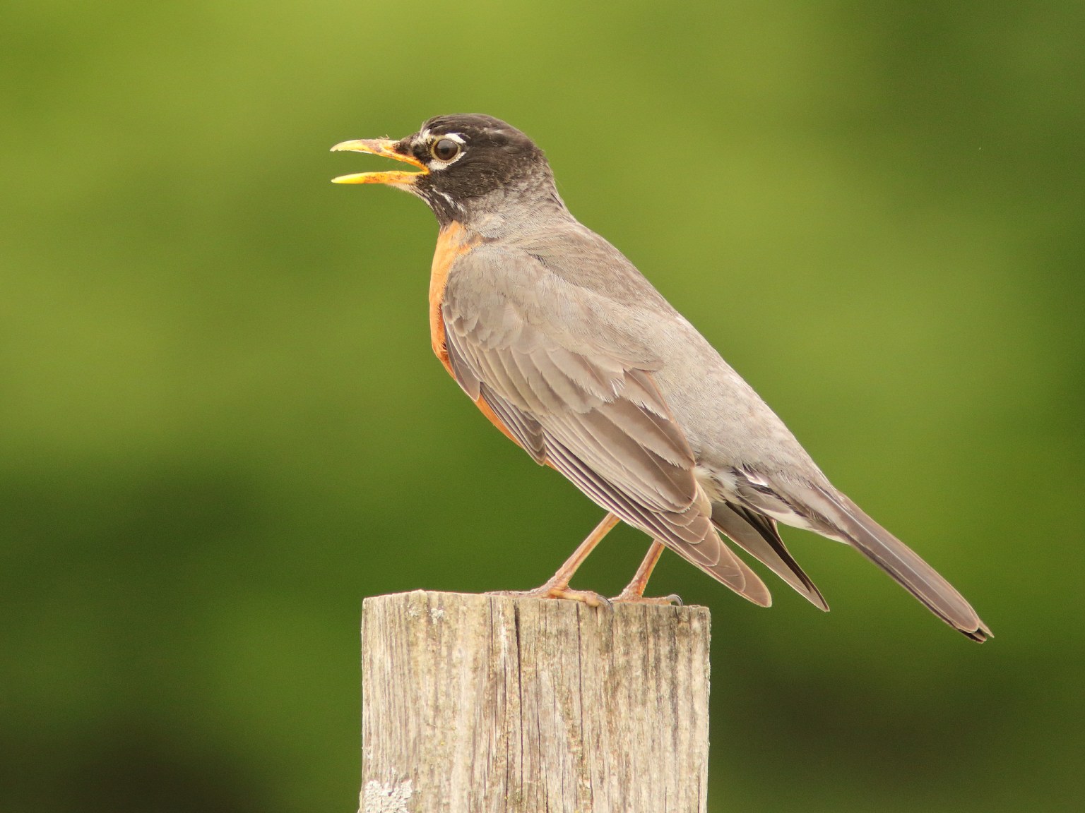 How to decode the secret language of birds