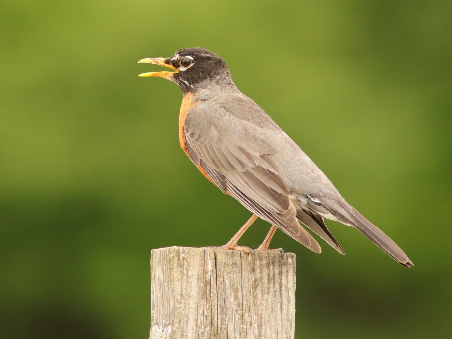 How to decode the secret language of birds
