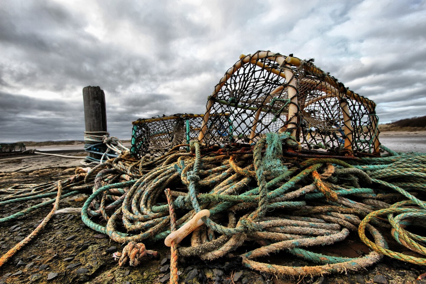 No one knows if lobsters feel pain, which makes boiling them alive ...