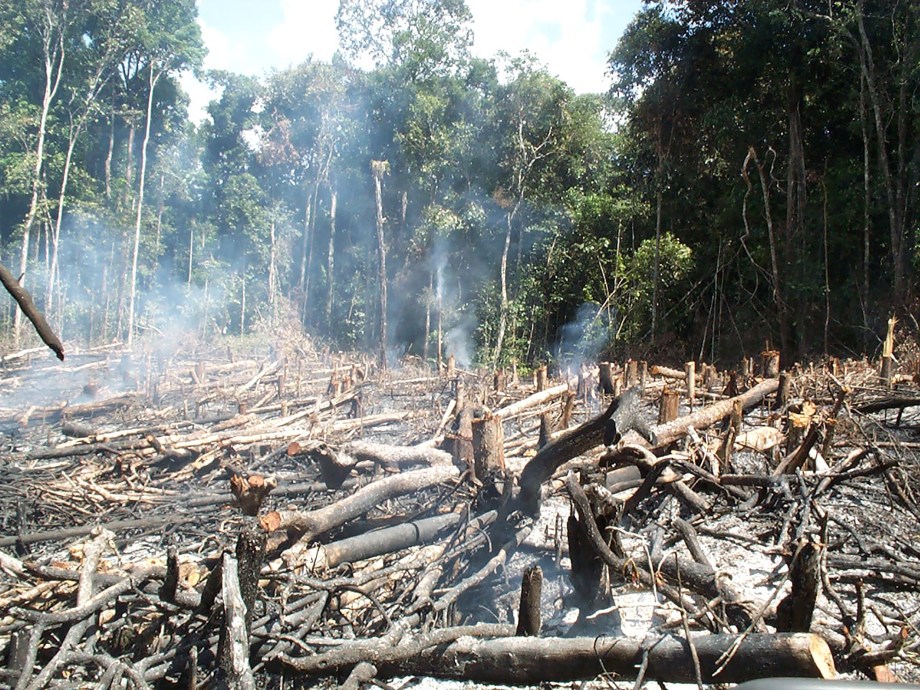 Over Half Of All Amazonian Tree Species Are In Danger