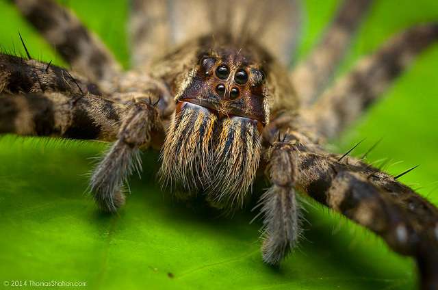 Spidey Sensor: Spider Leg Organs Inspire a New Sound Detector