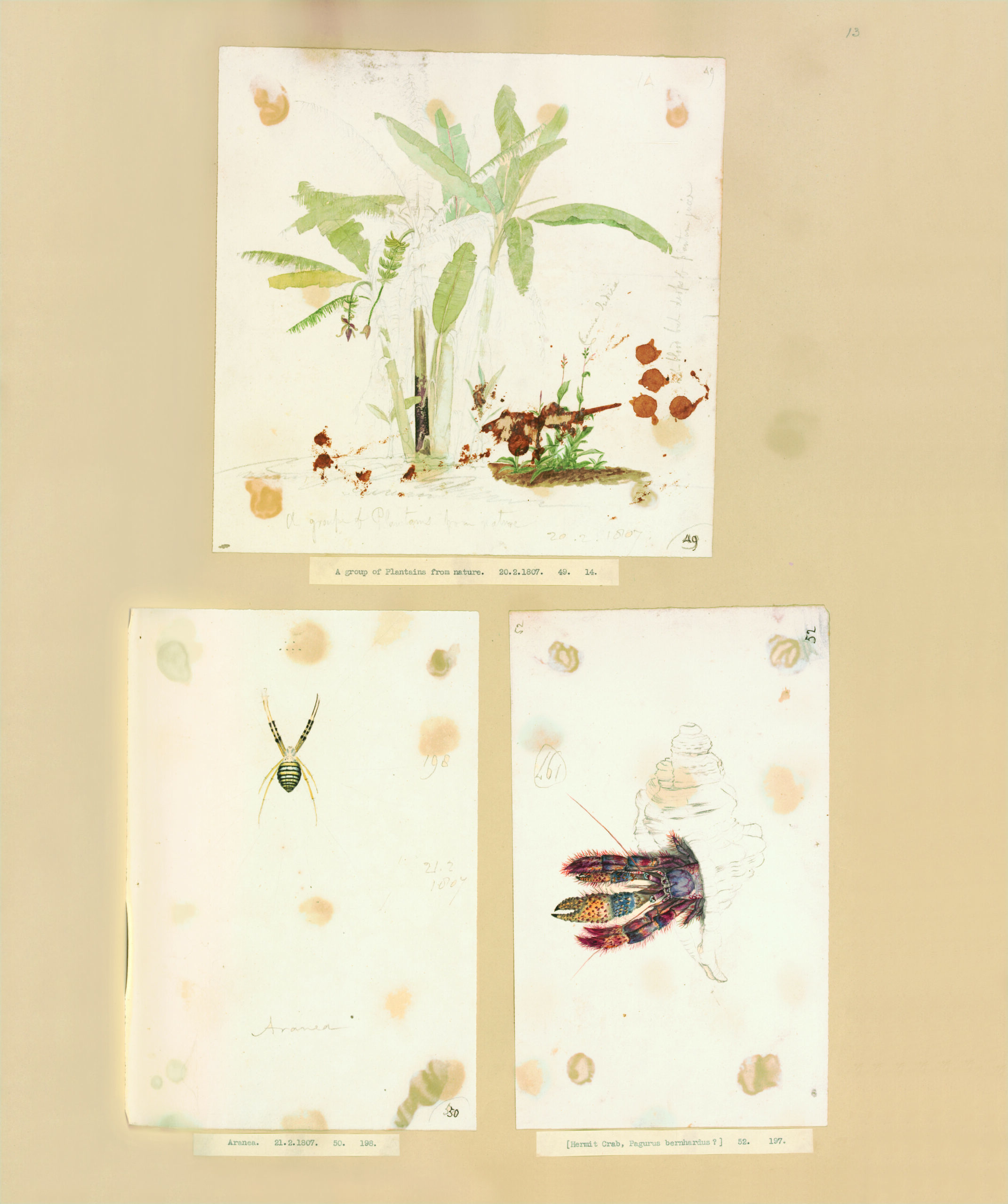 Behind the scenes of the most beautiful botanical sketches