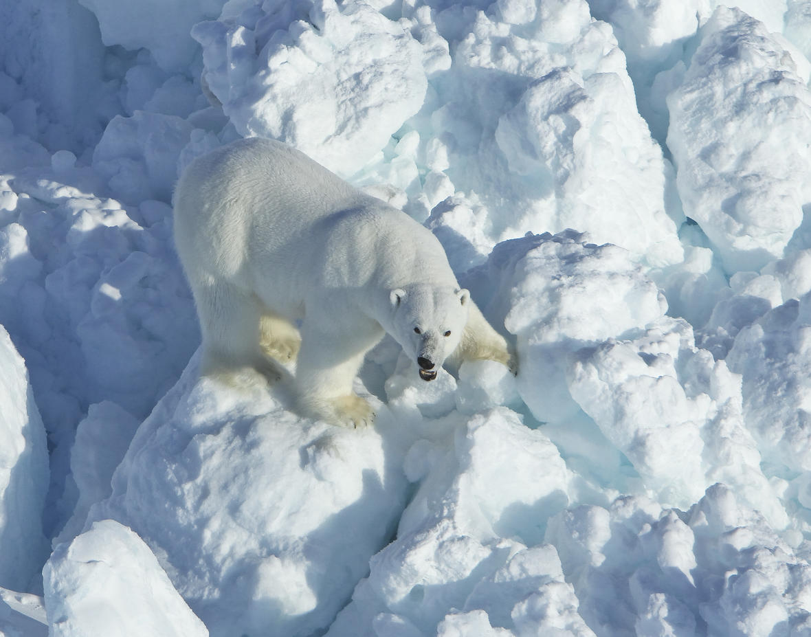 How (and why) to teach a polar bear to walk on a treadmill
