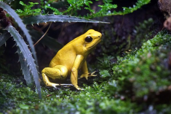 Scientists just synthesized the deadly toxin of an adorable frog