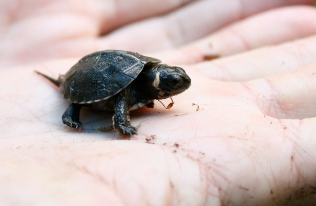 How To Save America's Rarest Turtle: Lower Our Expectations
