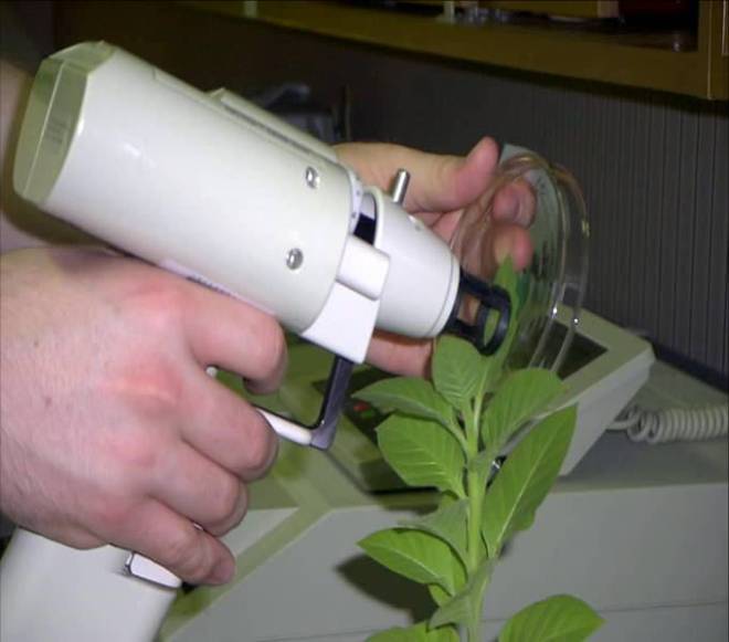 How To Genetically Modify a Seed, Step By Step