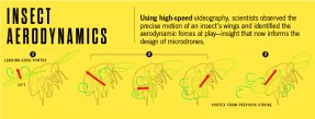 Rise Of The Insect Drones