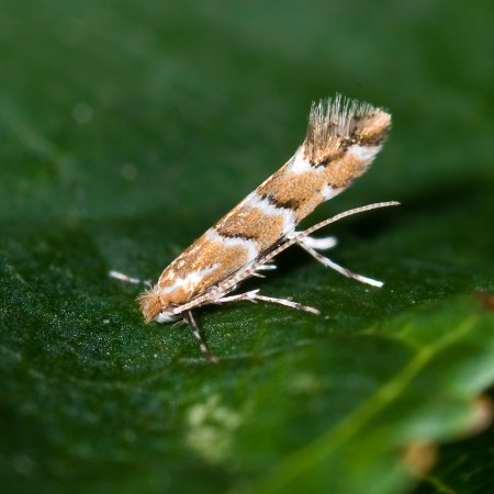 Bugs Collected From Copenhagen Rooftop Document Effects Of Climate Change