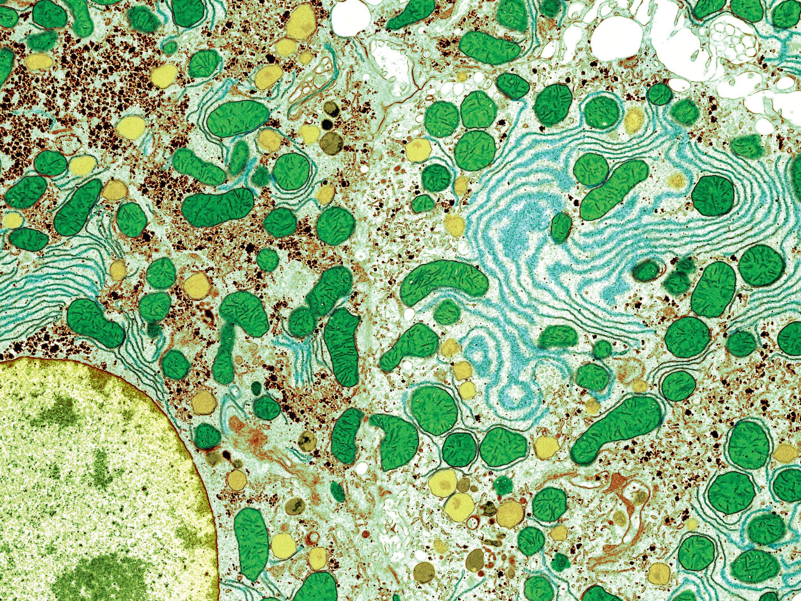 Science Is Beautiful: The Human Body Under The Microscope