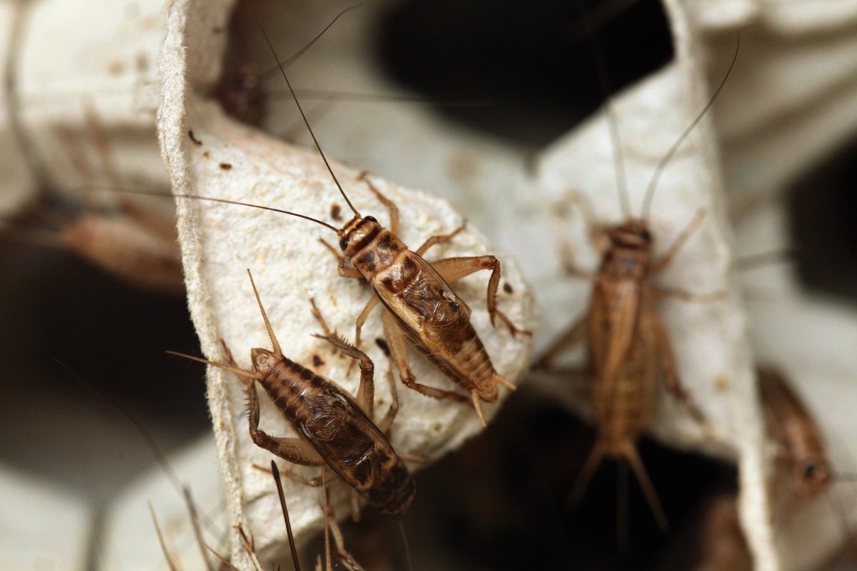 There's a zombie attack happening right now. It involves crickets.