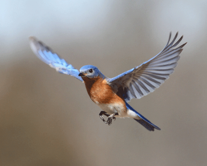 How bird brains thrived during a mass extinction | Popular Science