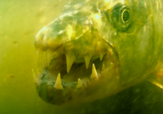 This African Fish Can Catch and Eat Flying Birds