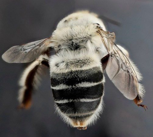 10 Spectacular Bees Native To The U.S.