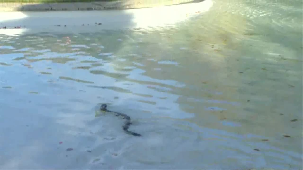 Watch a snake wearing robot trousers strut like a lizard | Popular Science
