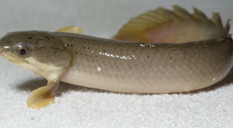 Fish Hide From Predators By Smelling Like Coral
